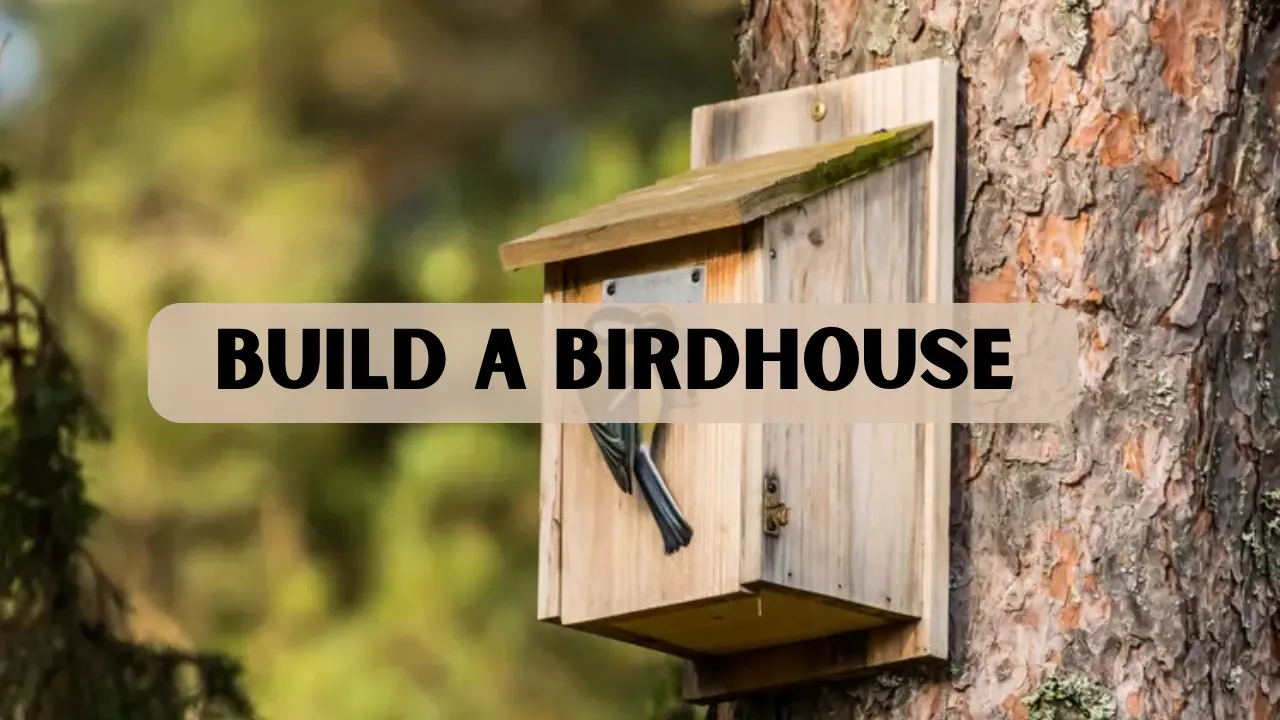 How to Build a Birdhouse Step by Step Guide for Beginners